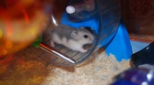 Pet Habitat South Africa
