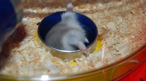 Pet Habitat South Africa